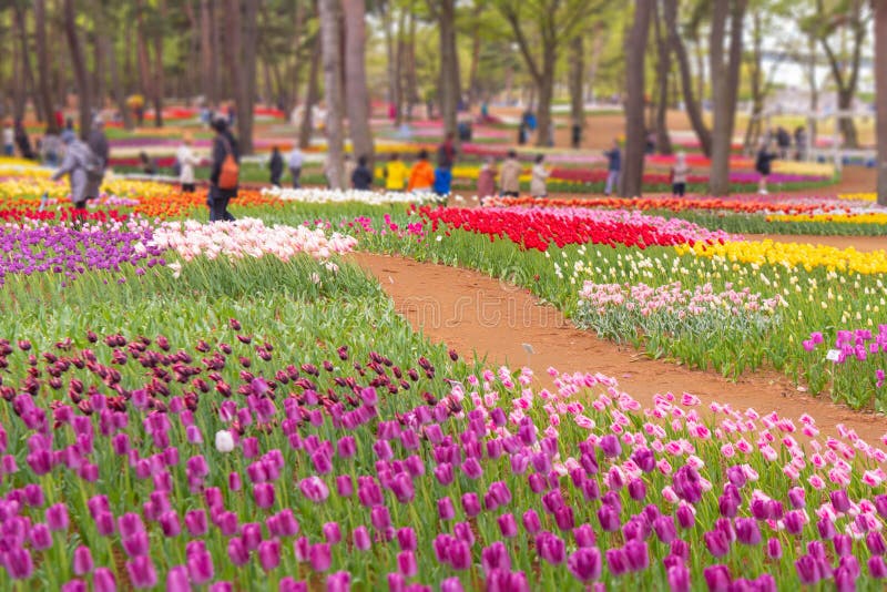 Various Beautiful Tulips are Blooming in the Garden Stock Image - Image ...