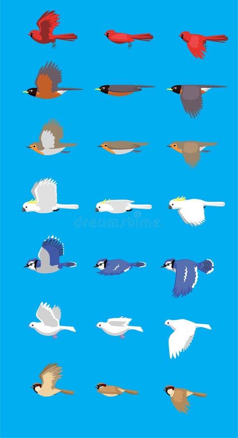 Various Bird Flying Sequence Cute Cartoon Vector Illustration Set 3 ...