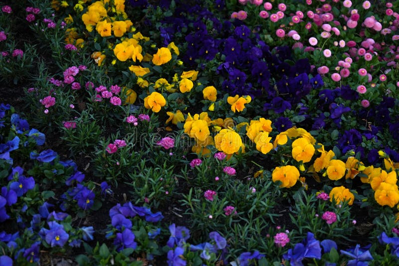 Various Blooming Spring Flowers Planted in Rows Stock Photo - Image of ...