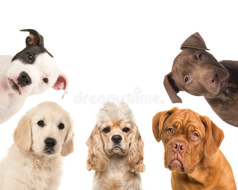 Various Breed Dog Portraits Facing the Camera in a Square Stock Image ...