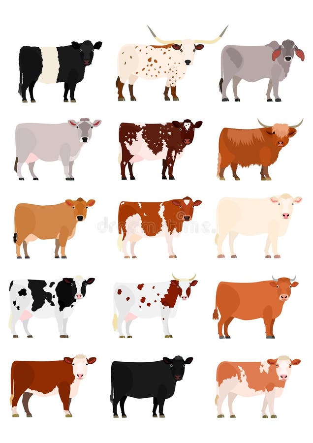 Various breeds of cows set stock vector. Illustration of cattle - 183243284