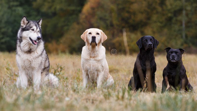 Various breeds of dogs stock photo. Image of yellow, staffordshire ...