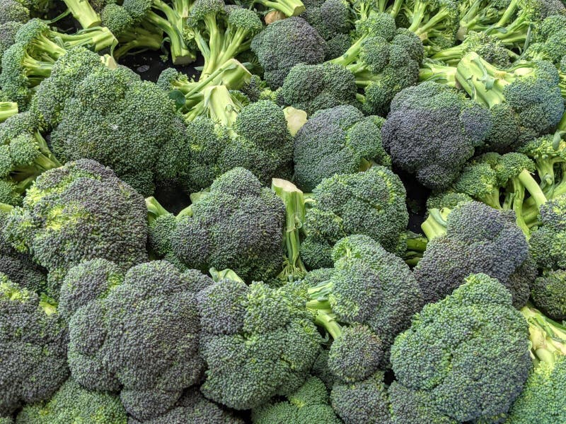 Various Broccoli Available for Purchase Stock Photo - Image of ...