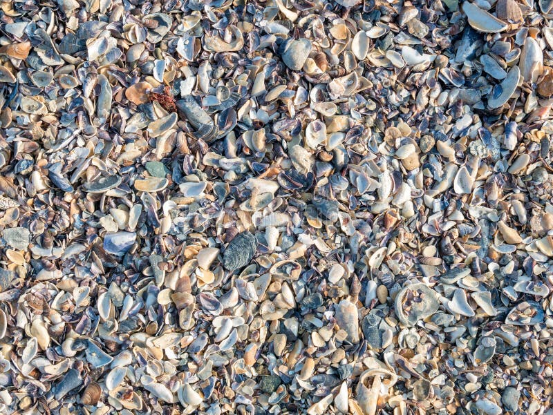 Broken Seashells stock image. Image of coastline, seashore - 40339453