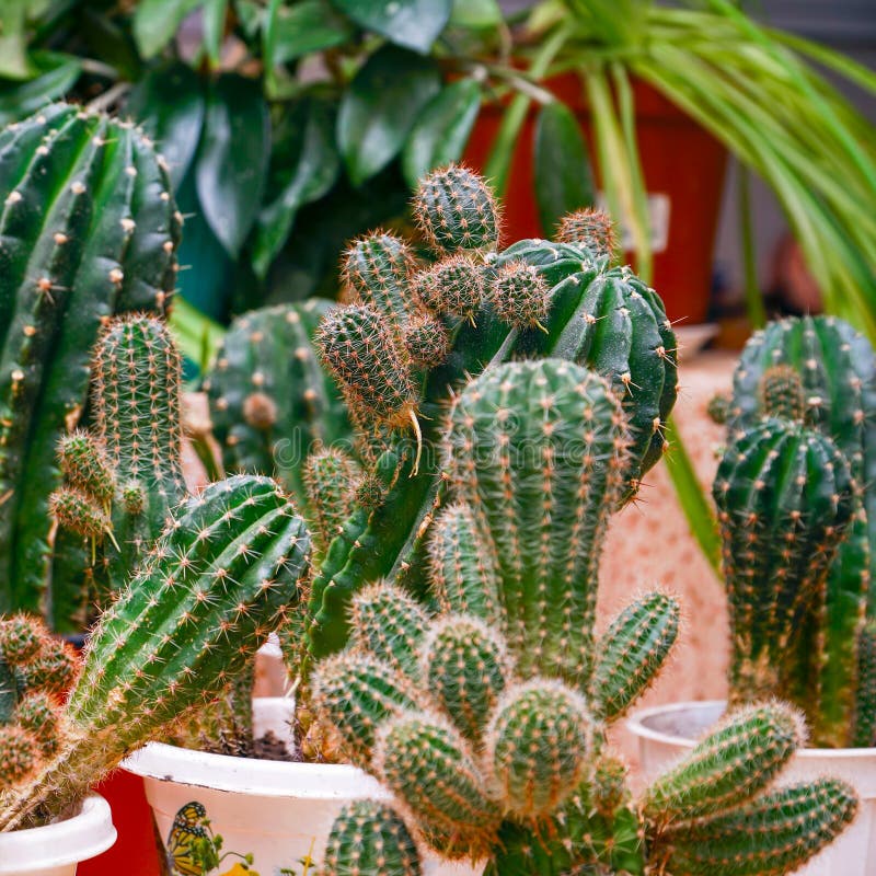 Various Cacti in Pots on the Table in Room Stock Photo - Image of ...