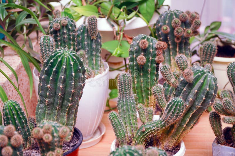 Various Cacti in Pots on the Table in Room Stock Image - Image of grow ...