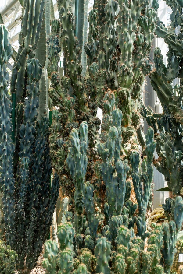 Various Cacti Thrive in the Greenhouse, Adding a Touch of Desert ...