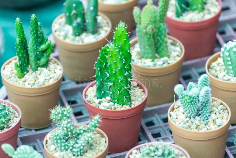Various Cactus Plants Group Stock Image - Image of green, backdrop ...