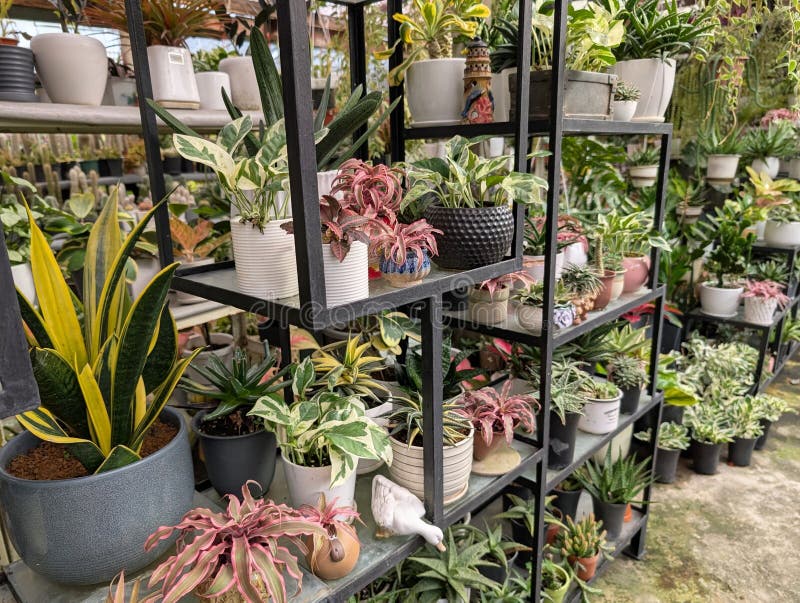 Various Cactus Succulent and Other Plants on a Rack Stock Photo - Image ...