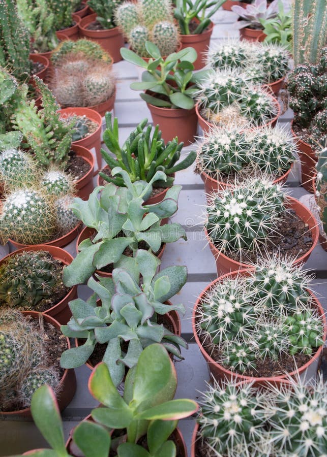 Various of cactuses stock photo. Image of view, botany - 70210682