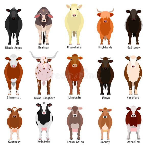 Brahman Cattle Stock Illustrations – 420 Brahman Cattle Stock ...