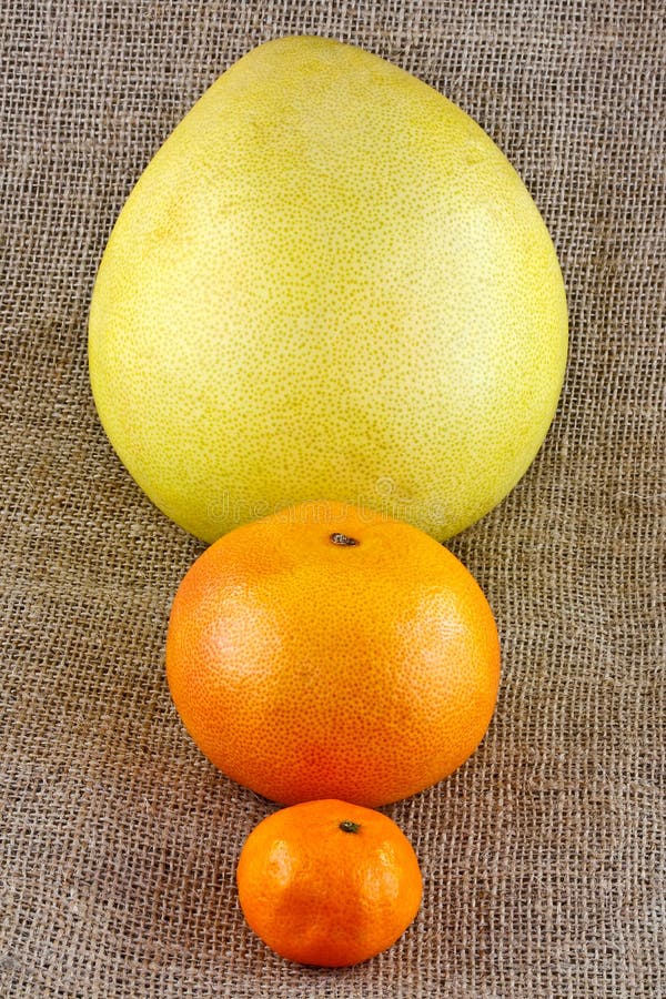 Closeup of citrus fruit stock photo. Image of freshness - 28882398