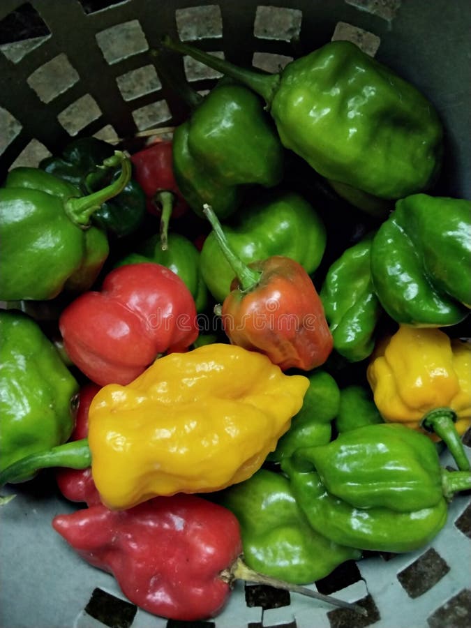 Various Color of Carolina Reaper Stock Photo - Image of dish, salad ...