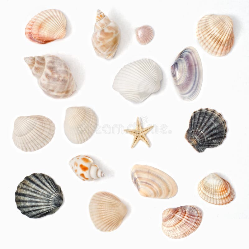 Sea shells stock image. Image of colors, shellfish, collection - 3305219