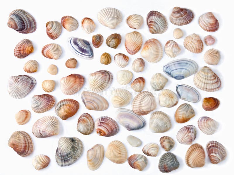 Various Color Shell Isolated on White Stock Image - Image of dabble ...