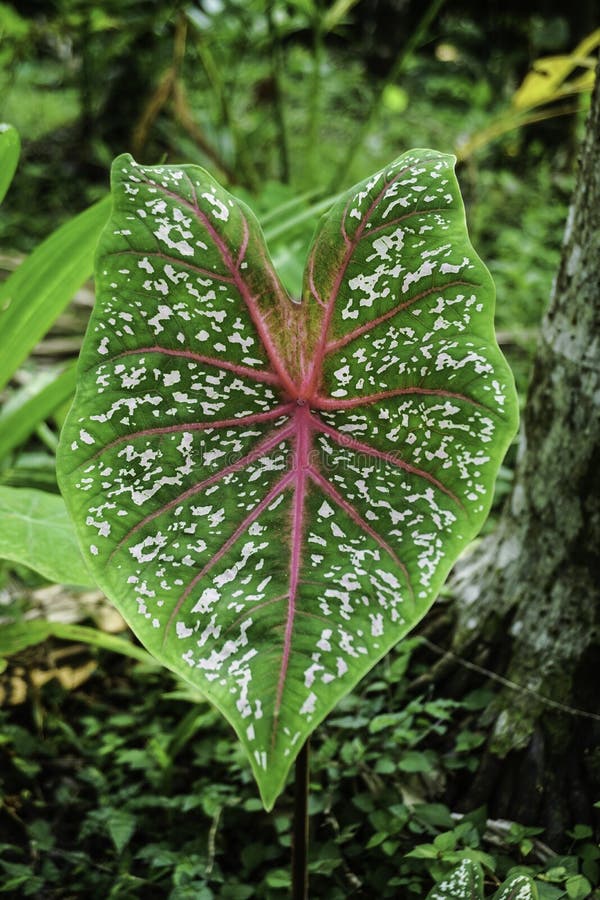 Various Color Taro leaf stock photo. Image of nature - 248378818