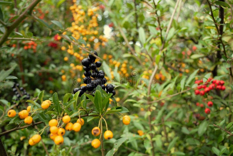 Various Colored Berries on the Bushes in the Park Stock Image - Image ...