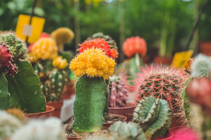 Various Colored Cacti Plants in a Greenhouse. Various Cacti on the ...
