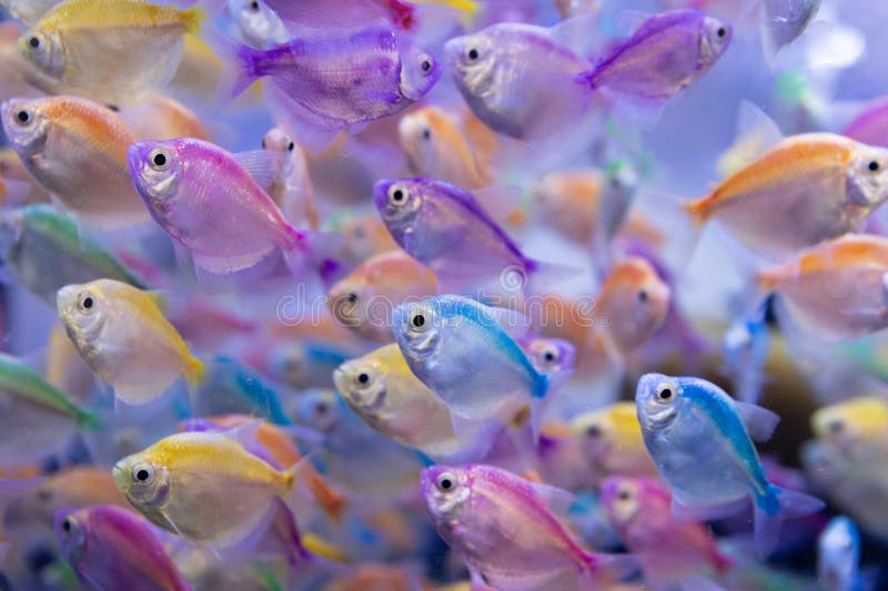 Various Colored Fish in Beautiful Tropical Fresh Water Stock Image ...