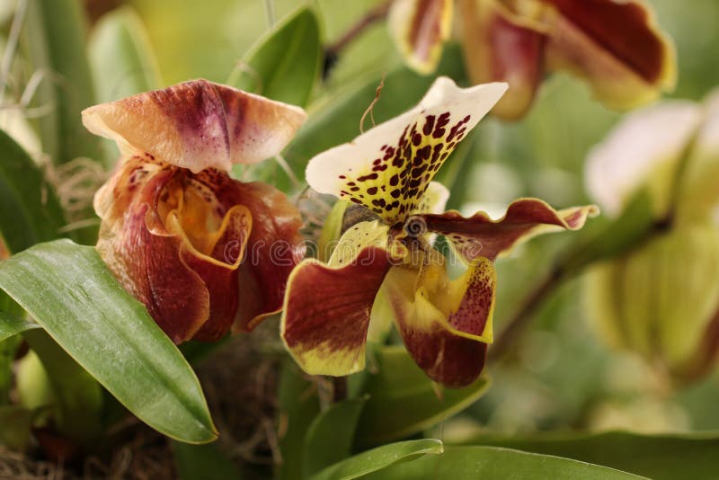 Various Colored, and Types of Orchids. Stock Photo - Image of colors ...