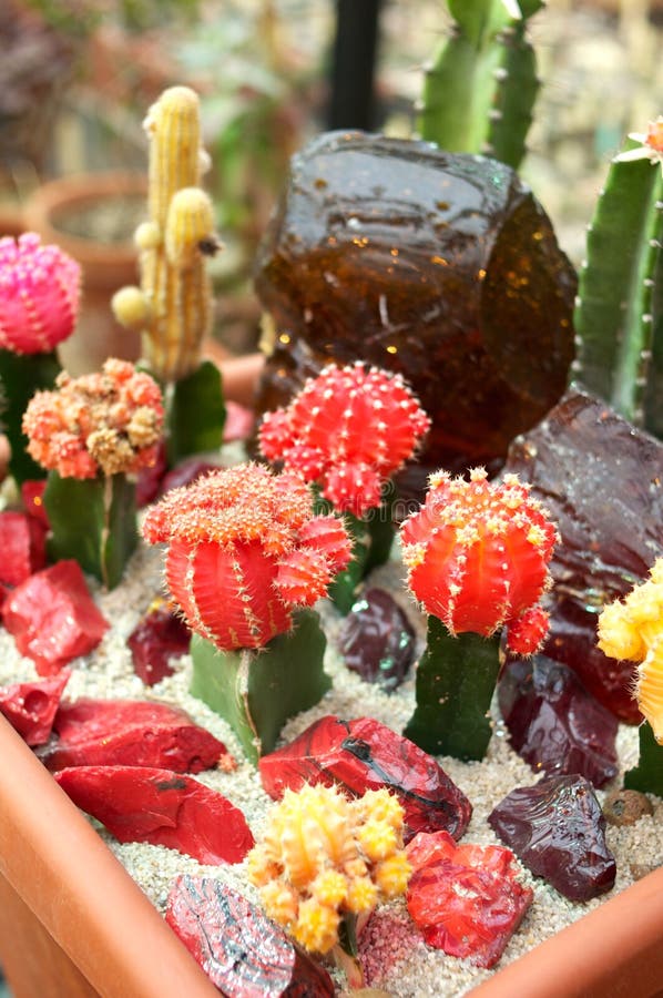 Various colorful cacti stock image. Image of defense - 75943347