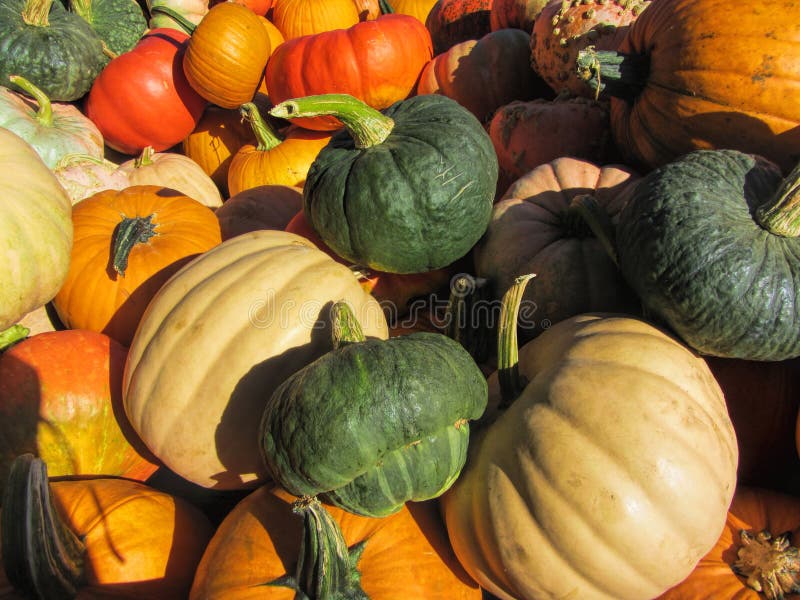 Various Colorful Fall Colored Pumpkins Stock Photo - Image of pumpkins ...