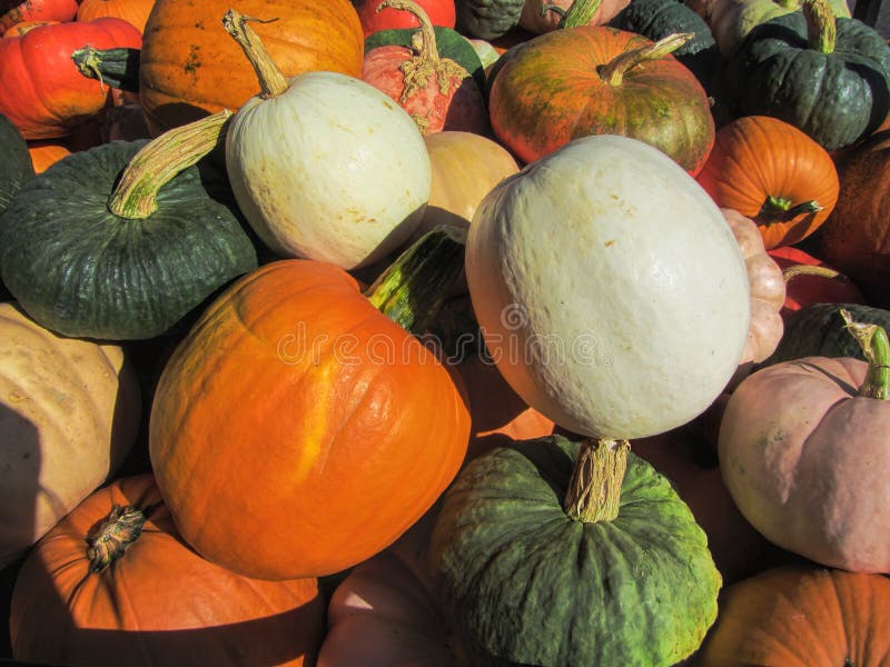 Various Colorful Fall Colored Pumpkins Stock Photo - Image of pumpkins ...