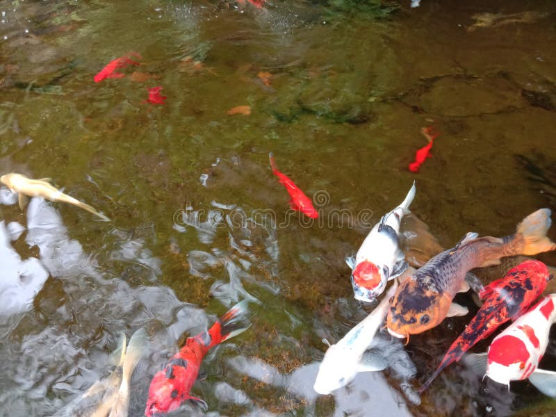 Various and Colorful Fish in the Garden Pool Stock Image - Image of ...