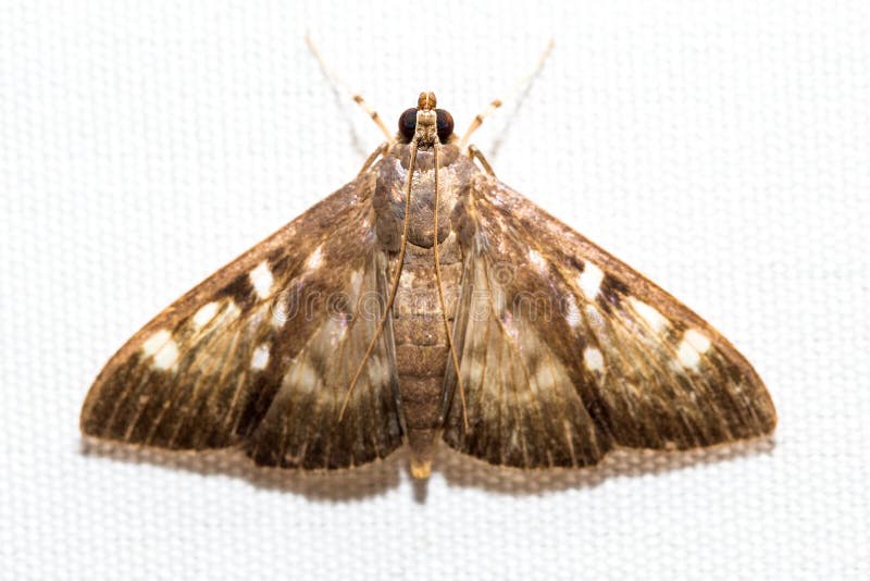 Various Colorful Moths on White Canvas Background Stock Image - Image ...