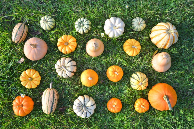Various Colorful Varieties of Winter Squash and Pumpkins Stock Photo ...