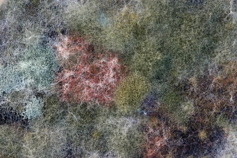 Various colors of mold stock photo. Image of putrid, fester - 15961910