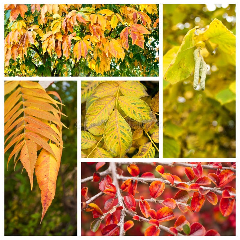 Various colors of nature stock photo. Image of branch - 61553406