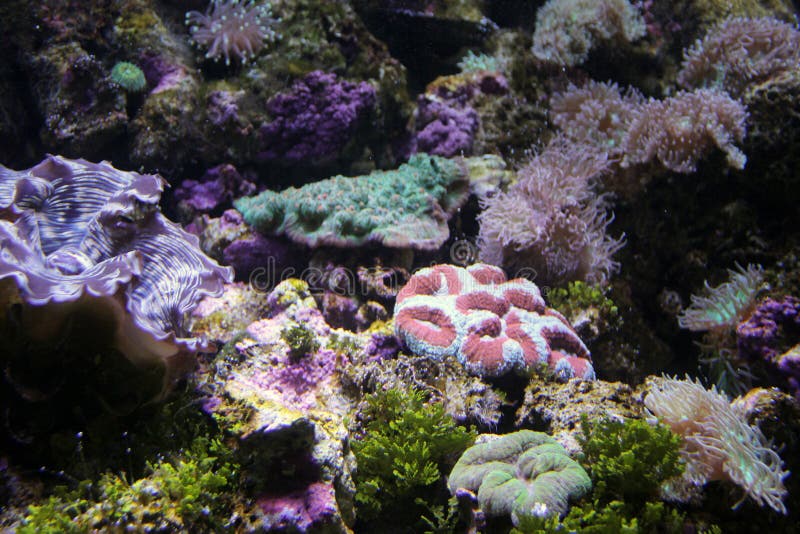 Various Corals stock photo. Image of coral, small, underwater - 52092636