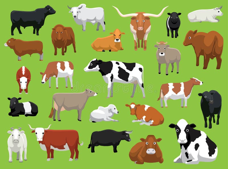 Various Cow Bull Cattle Poses Vector Illustration Stock Vector ...