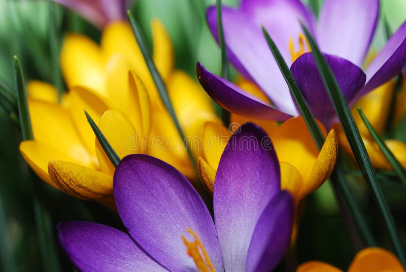 Purple crocus stock image. Image of forest, flora, park - 780043