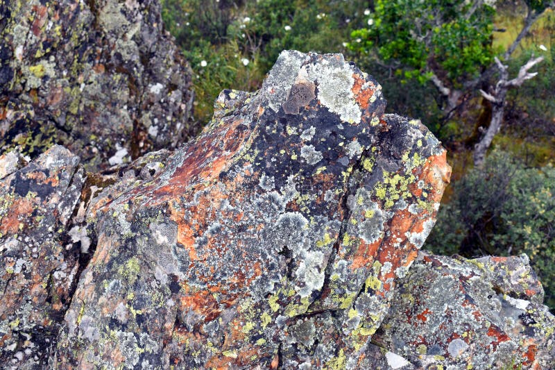 Various Crustose Lichens Growing on Rocks Stock Image - Image of ...