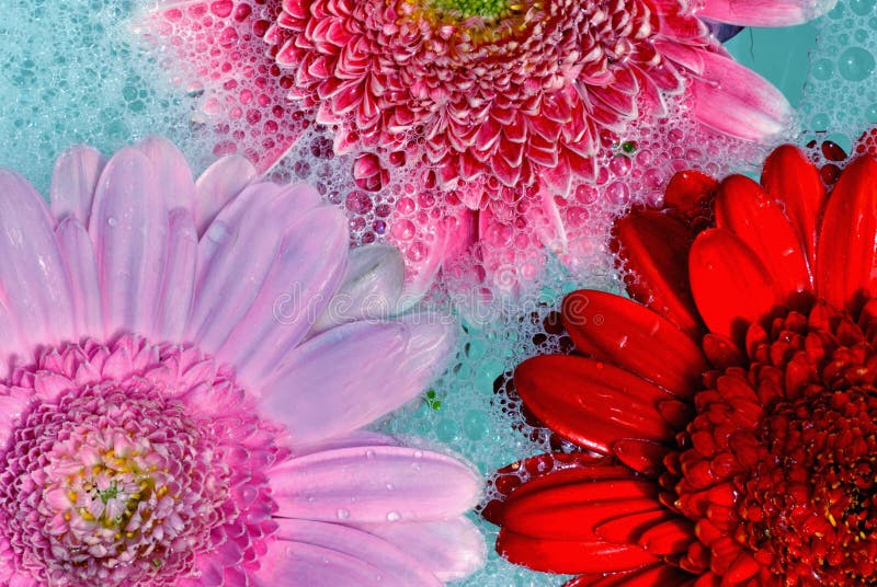 Various Daisies on Blue Bubbles Stock Image - Image of pink, birthday ...