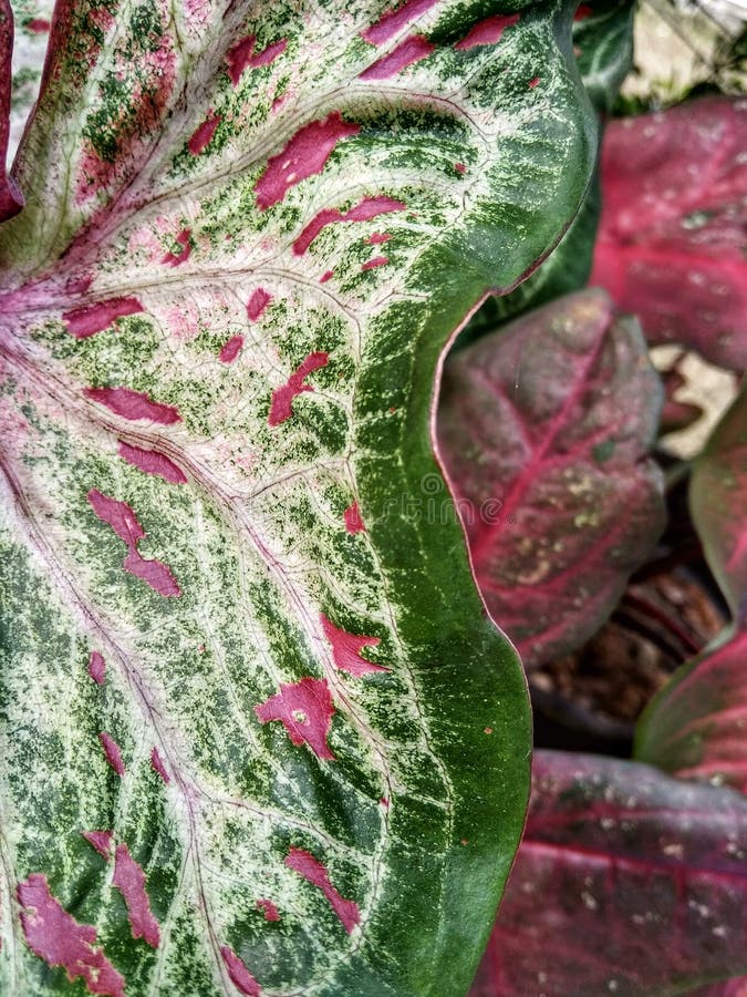 Various Decorative Taro Plants in the Garden Stock Photo - Image of ...
