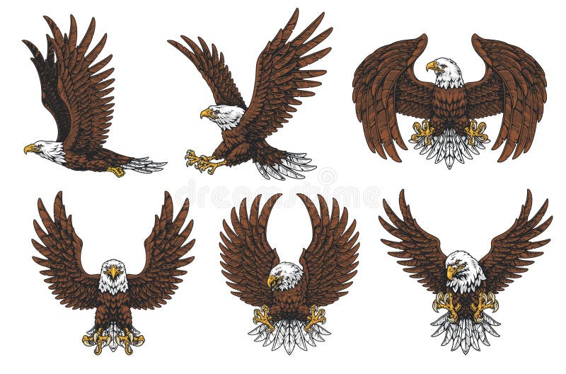 Various Depictions of Eagles in Dynamic Poses Stock Illustration ...
