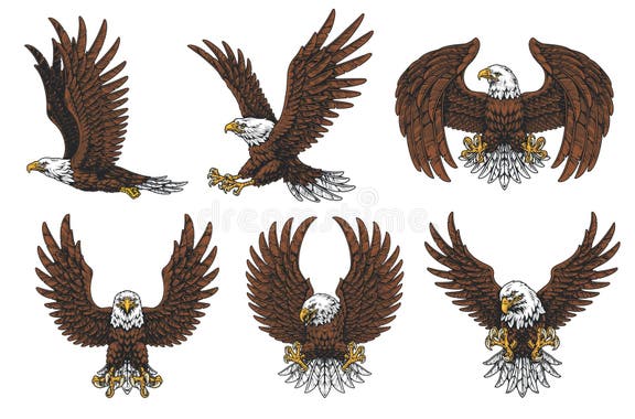 Various Depictions of Eagles in Dynamic Poses Stock Illustration ...