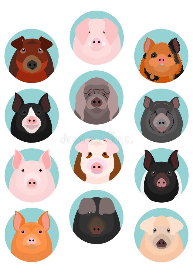 Various Domestic Pigs Face Set Stock Vector - Illustration of husbandry ...