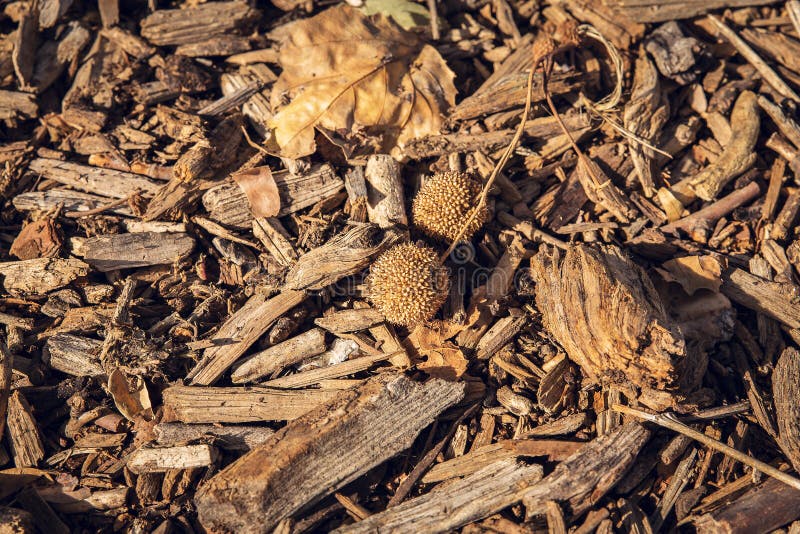 Various Dry Organic Material on the Ground in Autumn Stock Photo ...