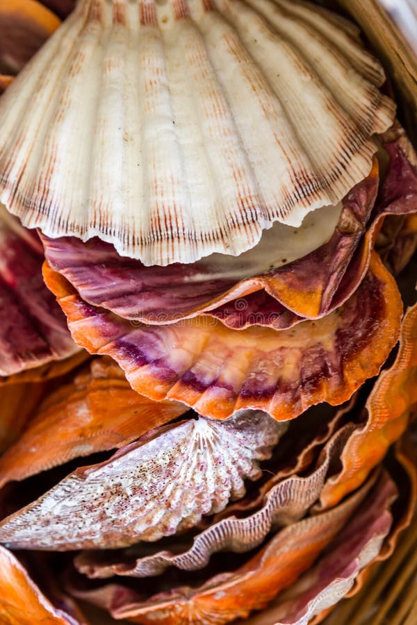 Various Exotic Starfish, Seashell and Cockleshells Piled Togethe Stock ...