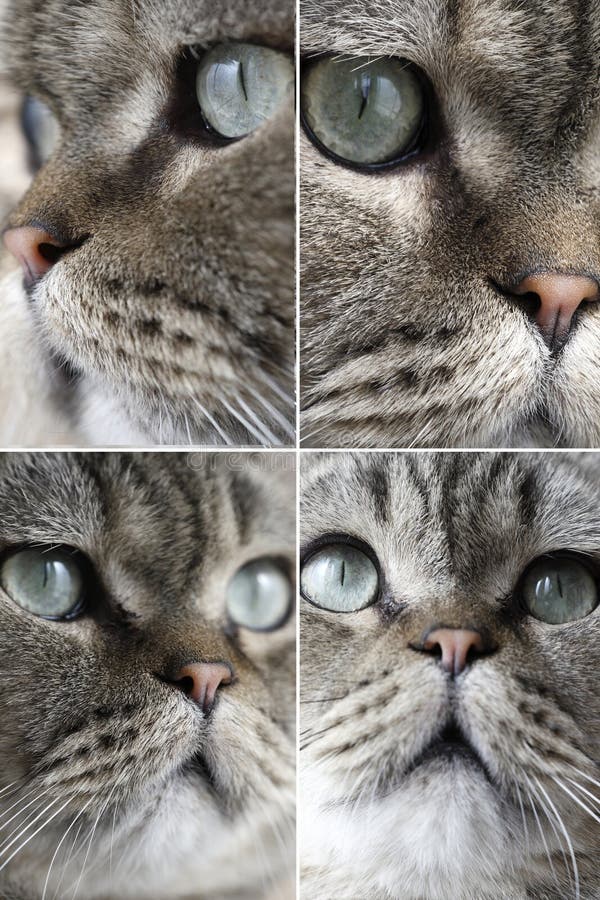 Various faces of the cat stock image. Image of animal - 4479073