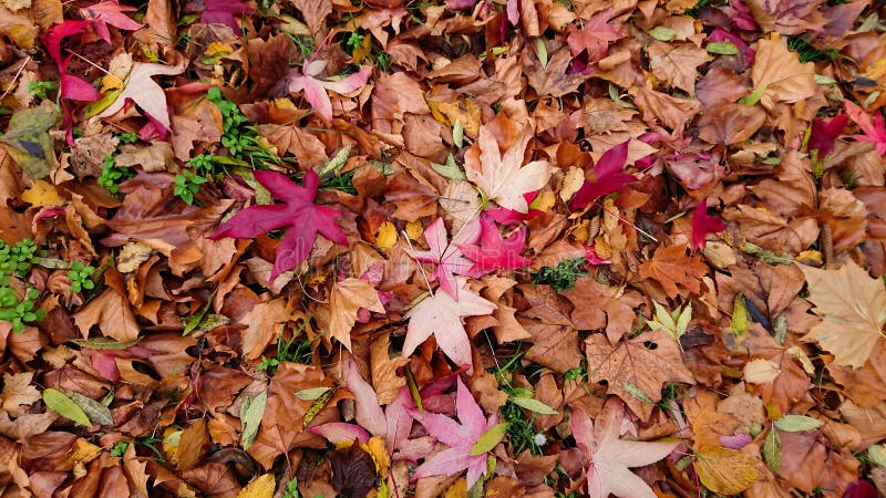 Coloured Leaves stock image. Image of colored, colours - 131154607