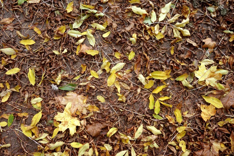 Various Fallen Leaves on Ground Stock Image - Image of fall, golden ...