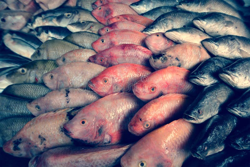 Various Fish in the Fish Market Stock Photo - Image of macro, frozen ...