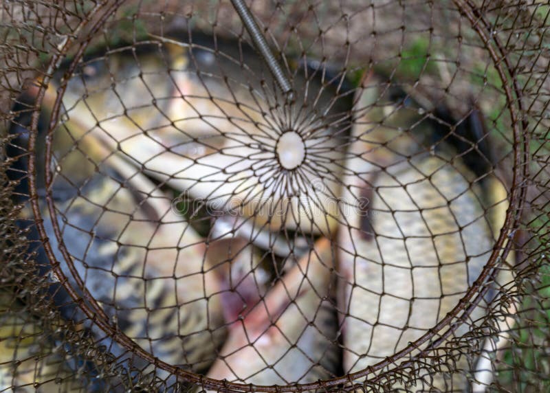 Various Fish in a Fish Net, Fishing Concept Stock Photo - Image of fish ...