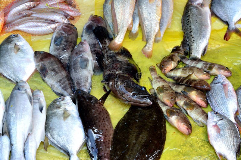 Fish selling business stock photo. Image of food, marine - 52488916