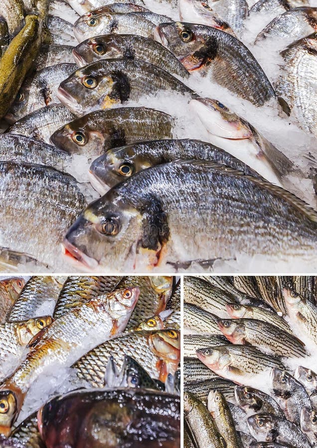 Various Fishes Stored on Ice Stock Image - Image of stored, fish: 90276009